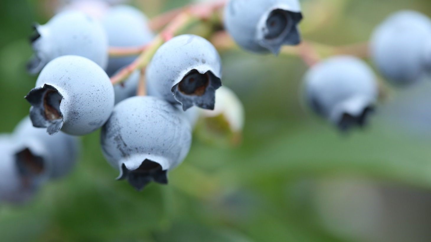 ブルーベリーの栽培のすすめ - 東京農工大学同窓会